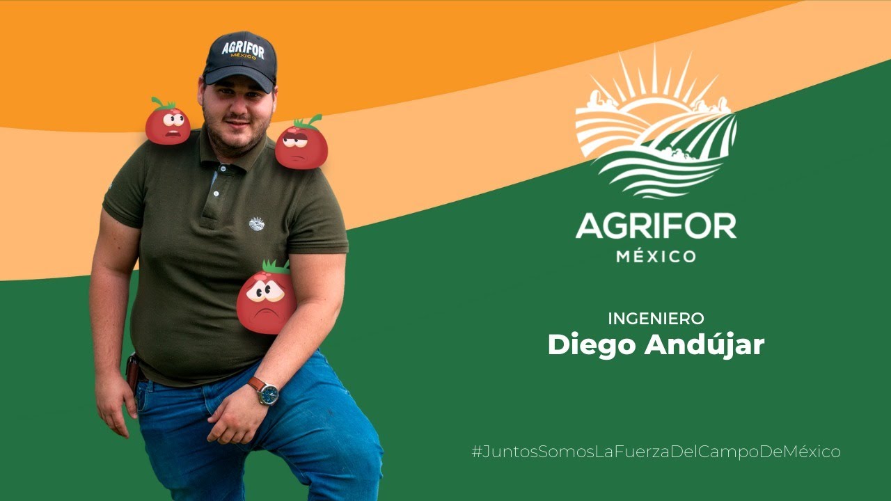 Jitomatón🍅: Conoce las citoquininas