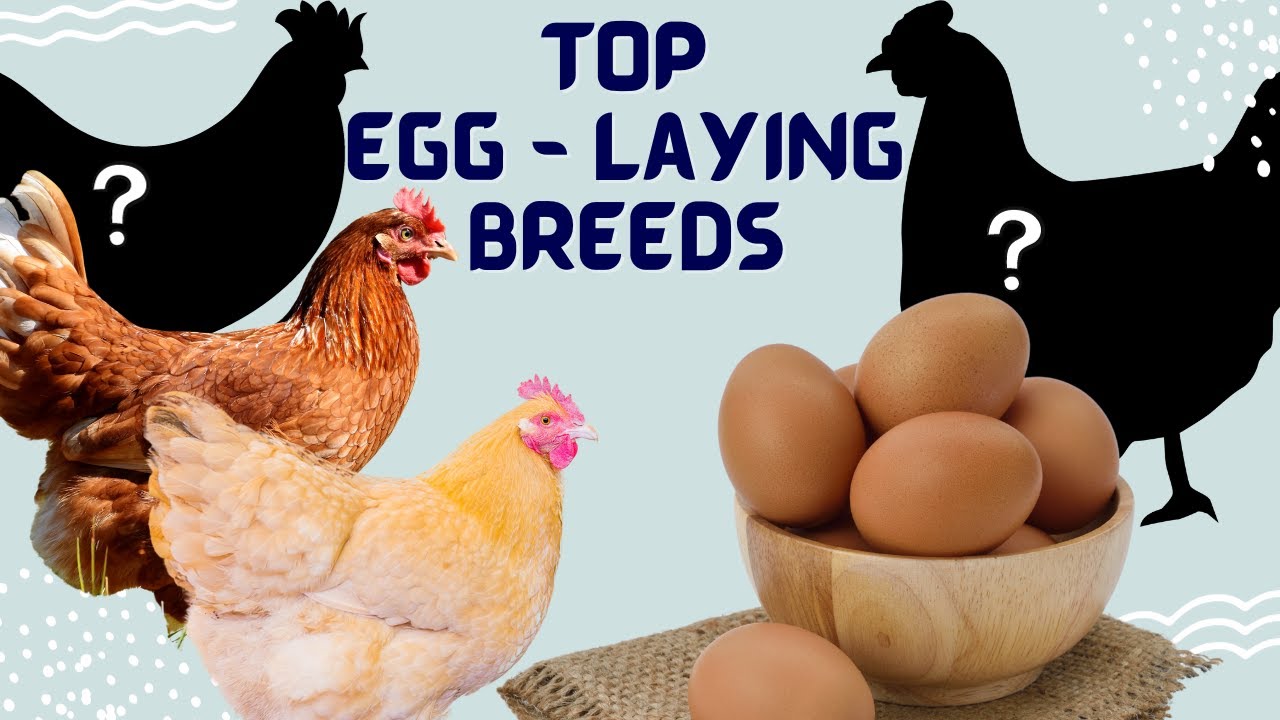 Best Egg Laying Chicken Breeds! Egg laying chickens to keep you in eggs!
