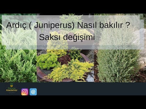 Ardıç Yetiştiriciliği, Ardıç Bitkileri Hakkında Genel Bilgiler | homify