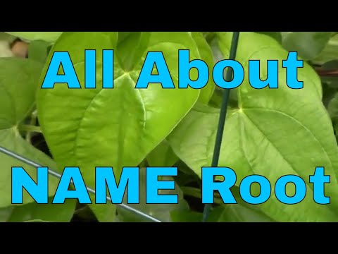 Name Root Nutritious Edible Plant Dioscoreaceae Guinea Tropical Vine Yam Potato Garden Landscape