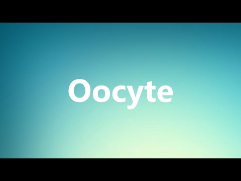 Oocyte - Medical Meaning and Pronunciation