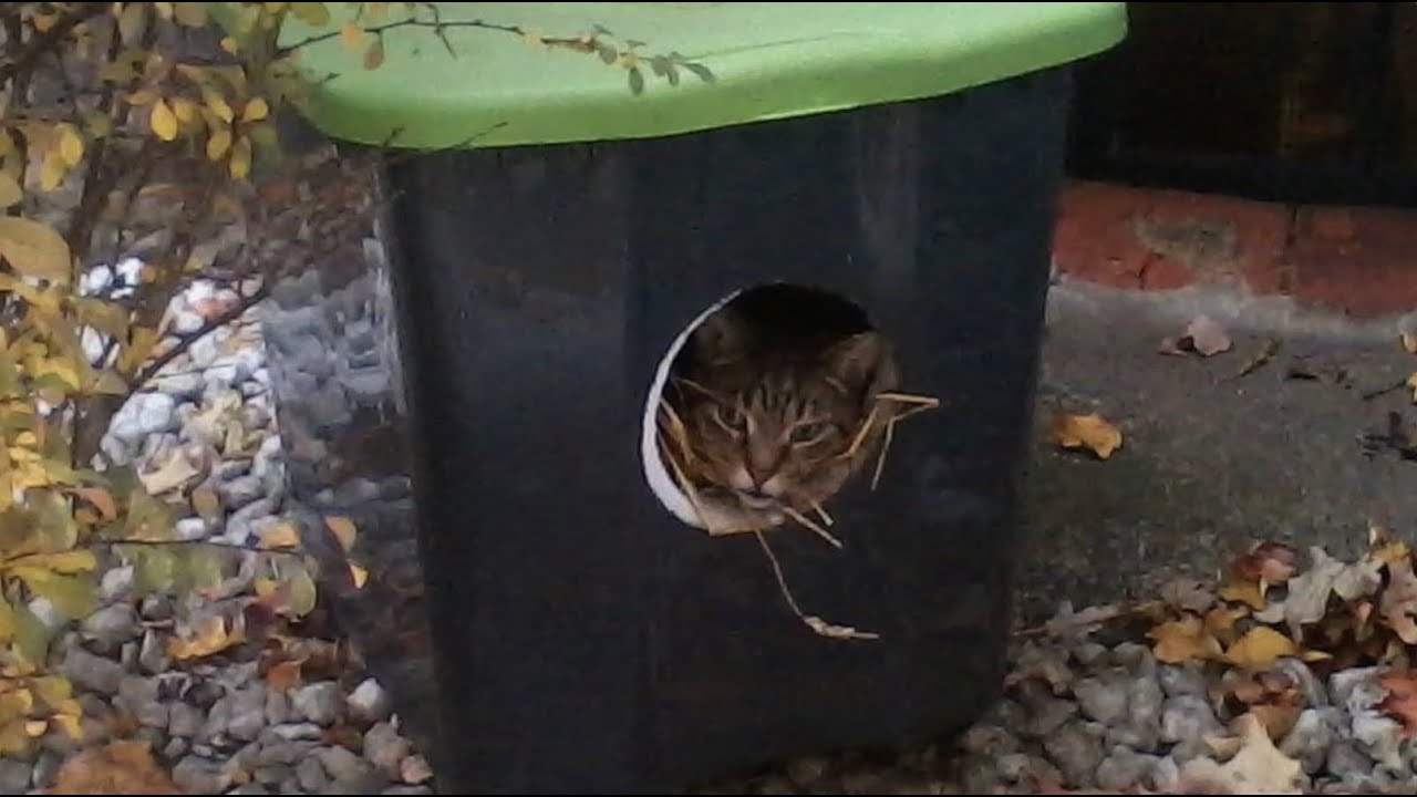 DIY Outdoor Shelter for Community Cats
