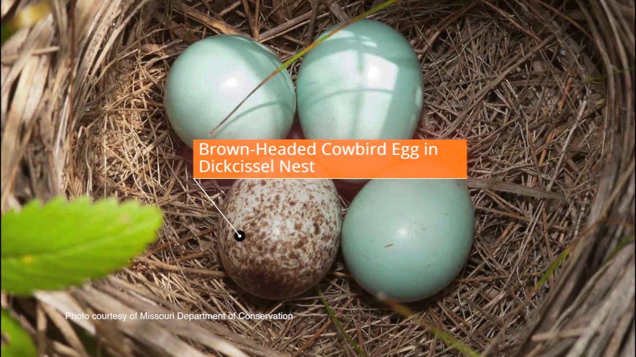 Black-capped Vireo Recovery