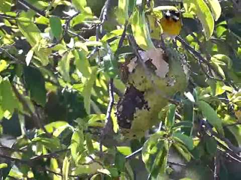 Vídeo de Reina Mora Macho | Plantas