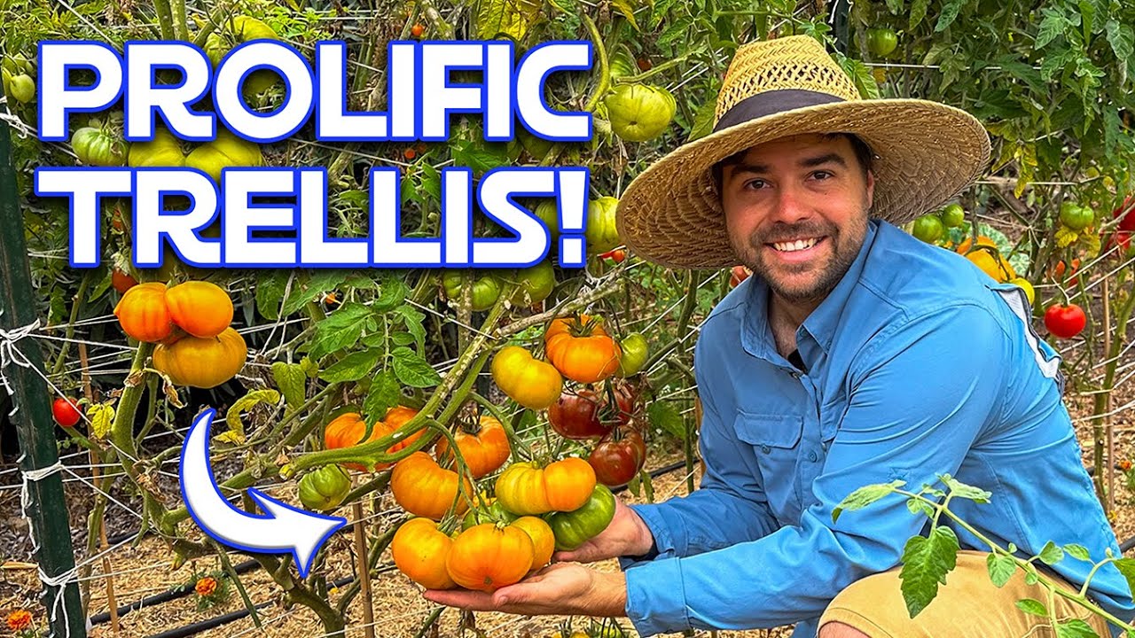 5 Ways To Trellis Tomatoes For ANY Garden | Beginner To Advanced