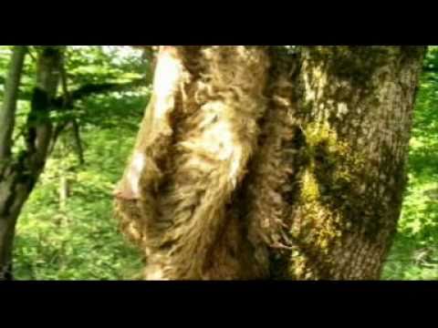 Jason and the Argonauts (ΑΡΓΟΝΑΥΤΙΚΗ ΕΚΣΤΡΑΤΕΙΑ) 5/5