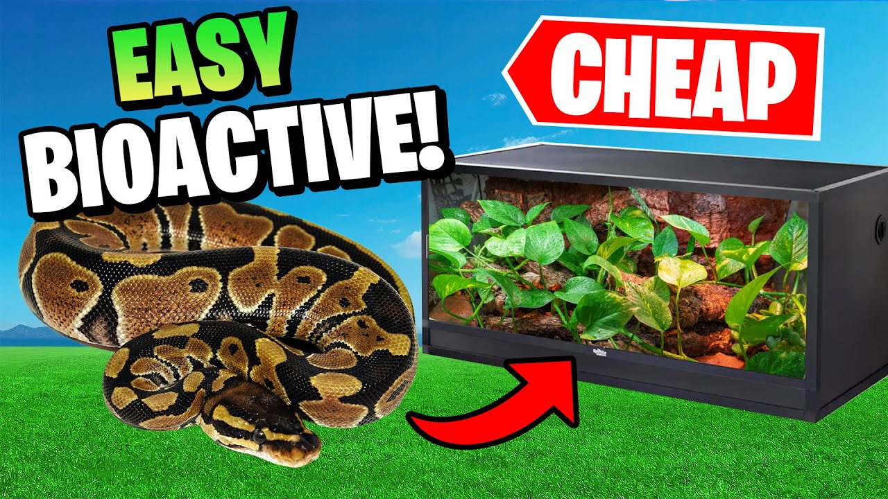 Bioactive Ball Python Setup on a Budget