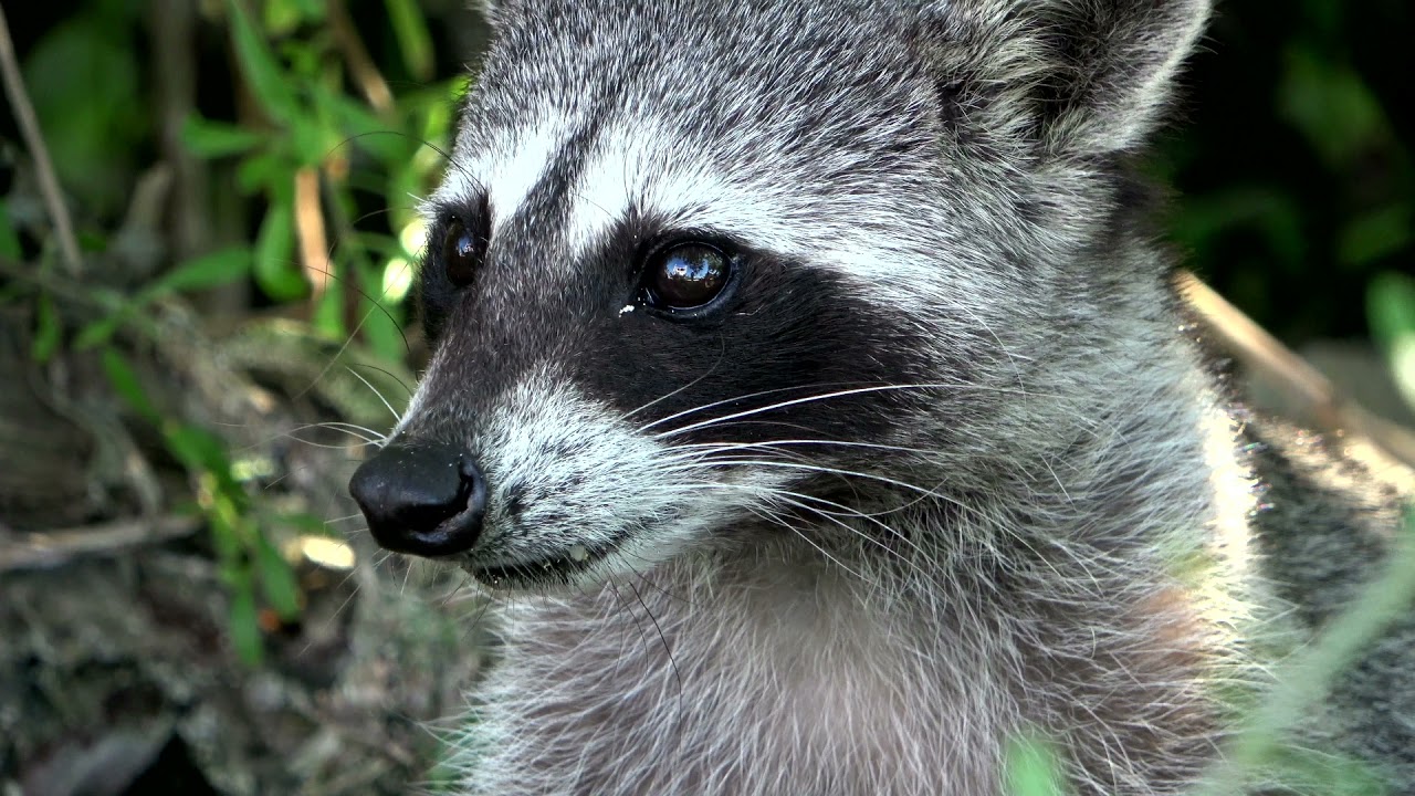The Cozumel Raccoon