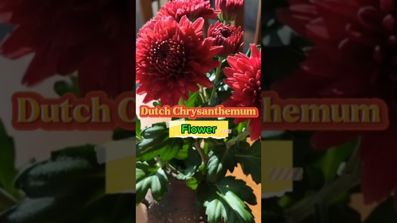 Bunga krisan Belanda #flowerlove #nature #krisan #belanda #shorts #trending