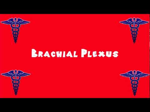 Pronounce Medical Words ― Brachial Plexus