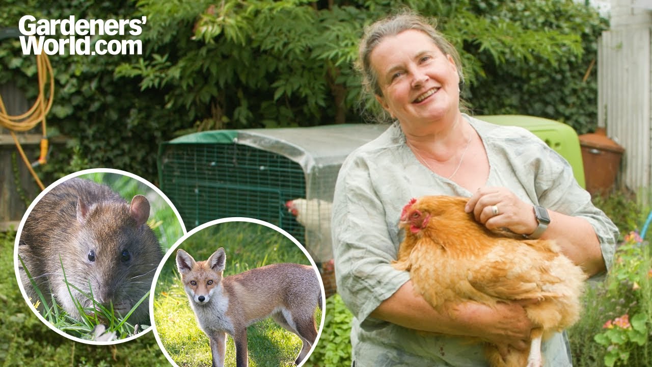 Keeping CHICKENS in an urban garden | Sara's top tips for HAPPY HENS