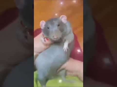 discord memes #shorts #memes #funny #rat