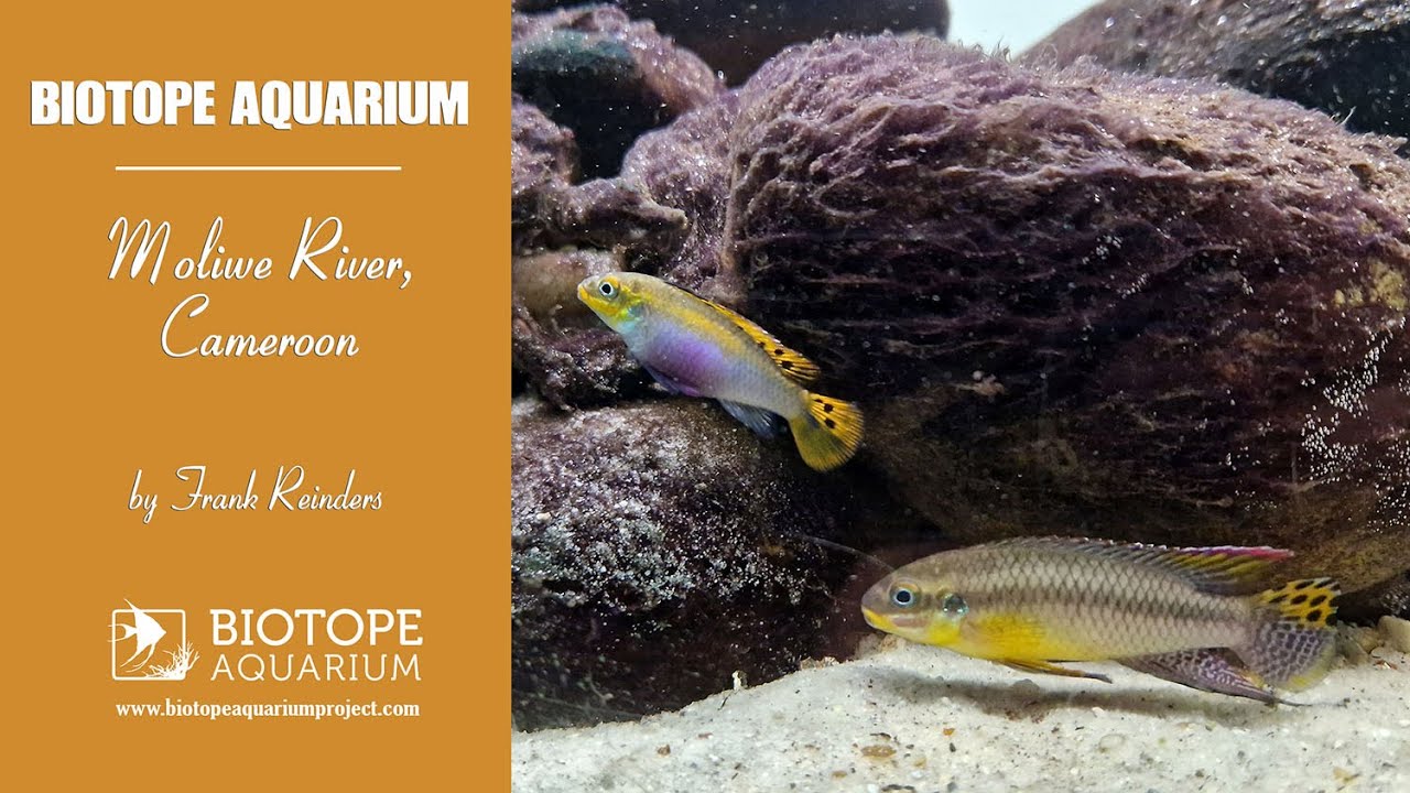 Moliwe River, Cameroon – BAP