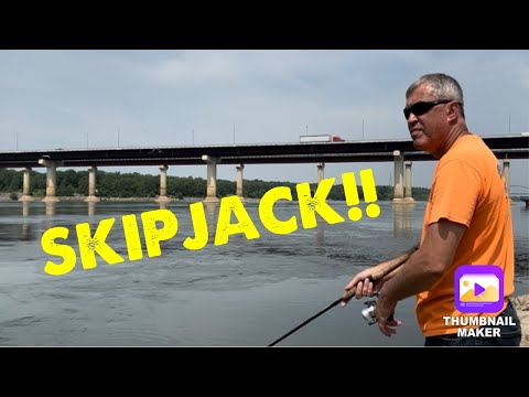 Skipjack Update 6-12-25