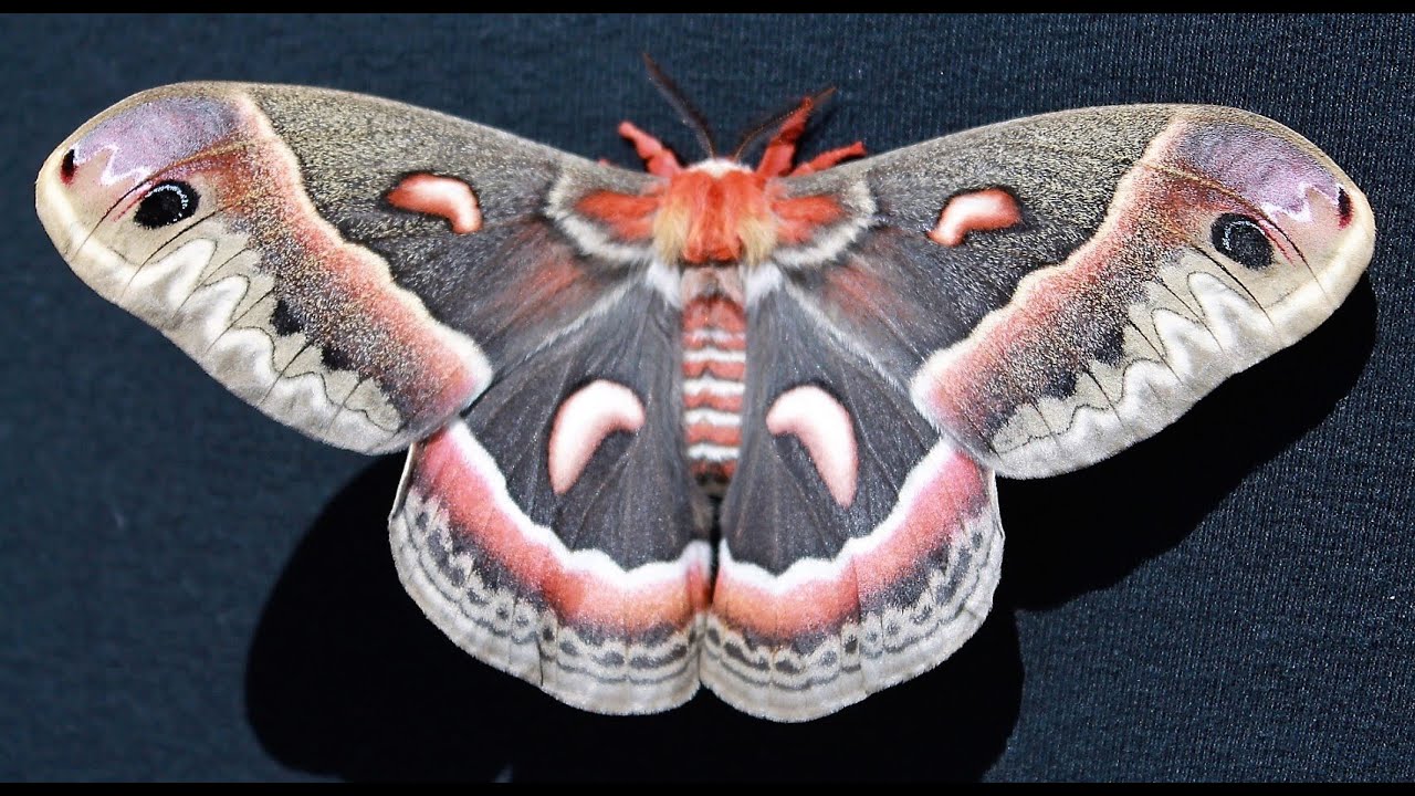 The Largest Moth in North America!