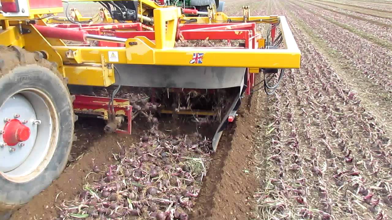 onions 2011 007.MOV