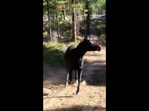 mule call