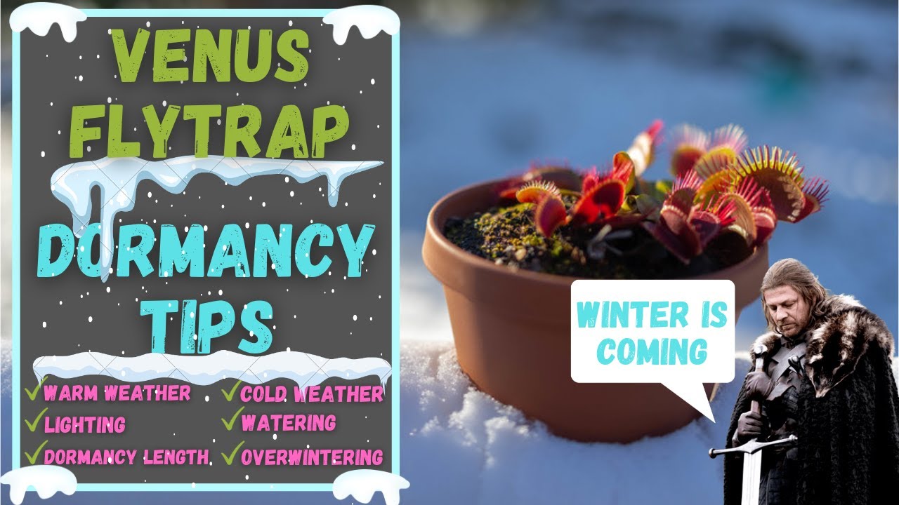 10 Venus Flytrap Winter Dormancy Tips & Tricks - Fly Trap Dormancy Simplified - Winter Is Coming!