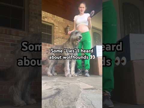 Lies about Wolfhounds 👀 #irishwolfhound