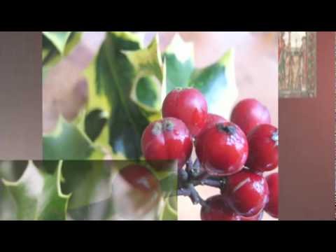 Behind the Christmas Story - Holly