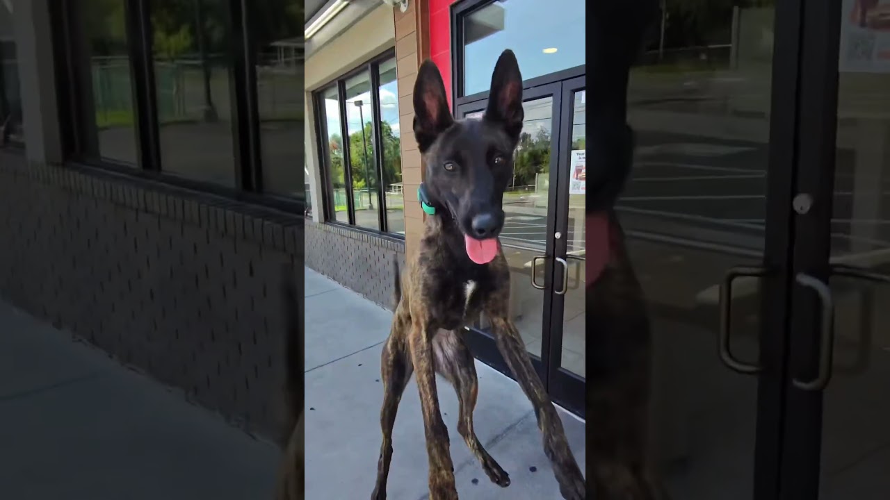 Malinois tries BURGER KING 👑🐕 #dogtraining #burgerking #malinois #brandywinedogacademy #delaware
