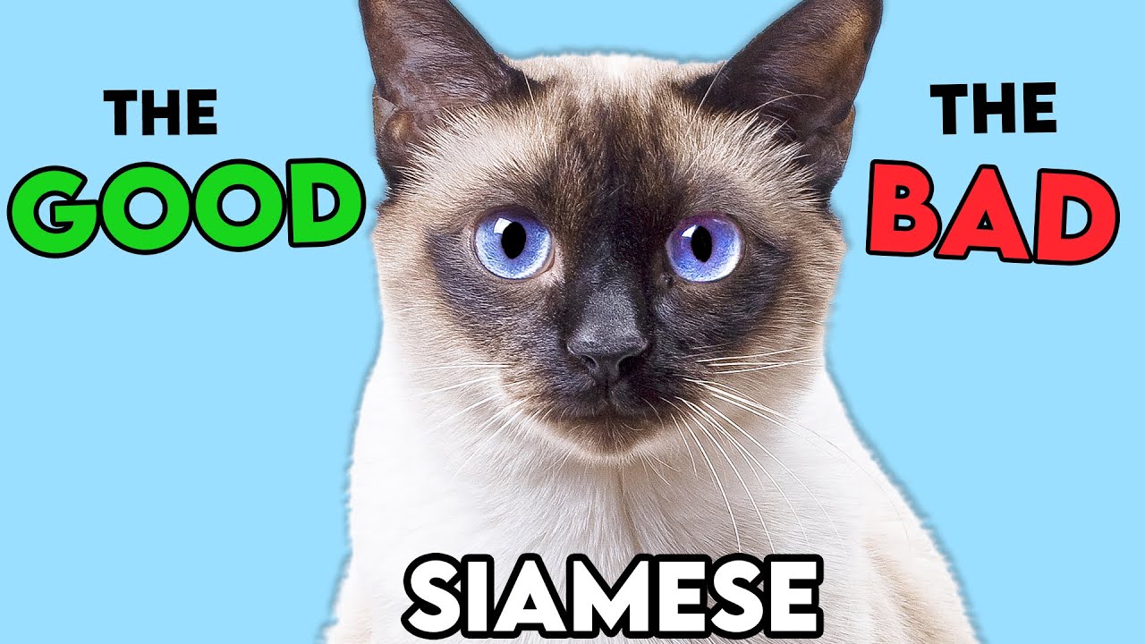 SIAMESE Cat PROS and CONS (MUST-KNOW)