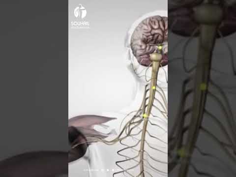 Le Système Nerveux Expliqué : Tout ce que Vous Devez Savoir