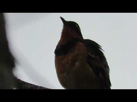 Song of the varied thrush