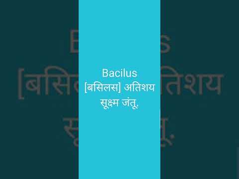 Bacilus Meaning In Marathi.