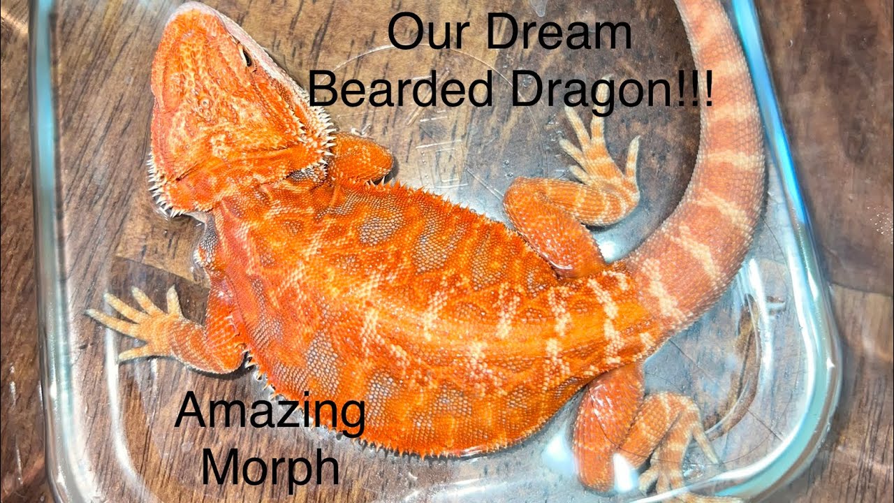 Our dream Bearded Dragon - Unboxing
