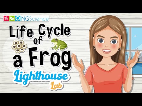 Lighthouse Lab – Life Cycle of a Frog