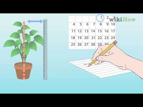 How to Measure Growth Rate of Plants