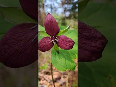 RED TRILLIUM ~ WAKE ROBIN ~ PURPLE TRILLIUM FLOWER #Shorts