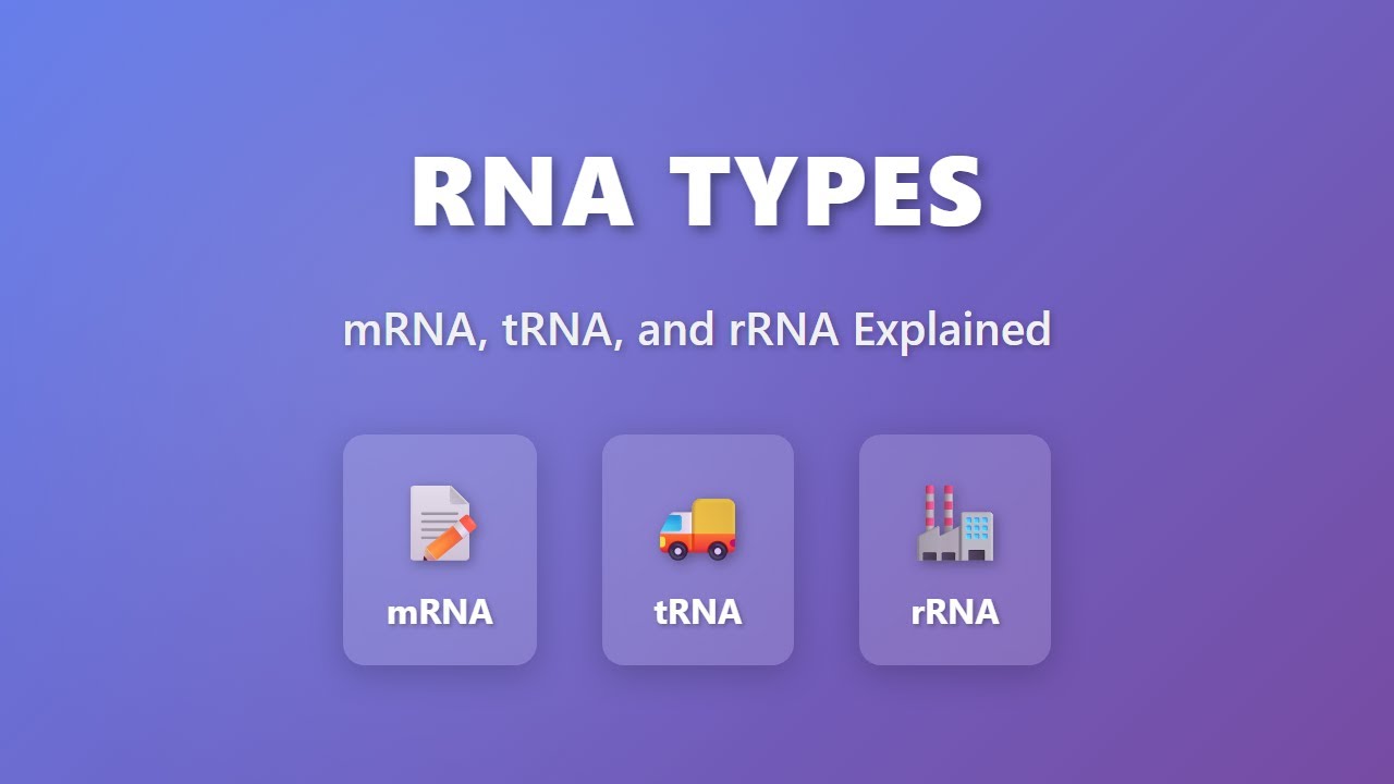 RNA Types: mRNA, tRNA, and rRNA Explained | Genetics Basics