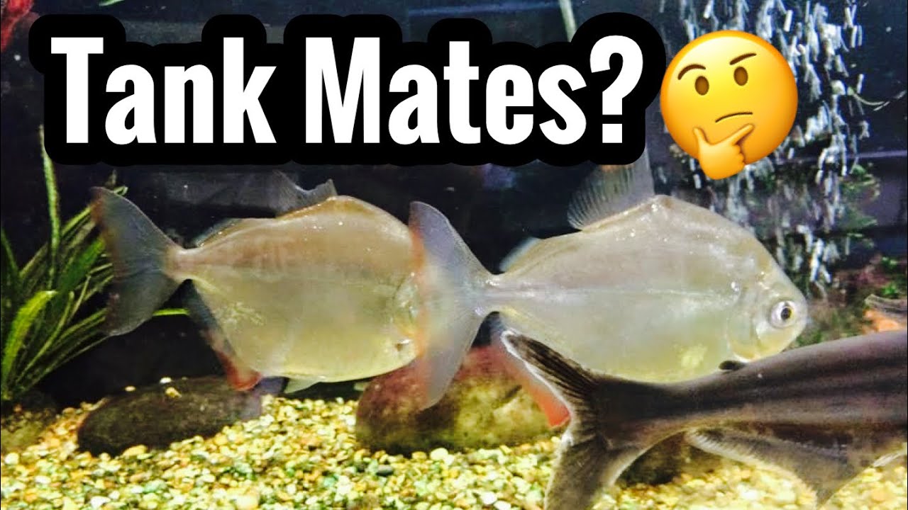 Silver Dollar Fish Tank Mates - Other Fish?