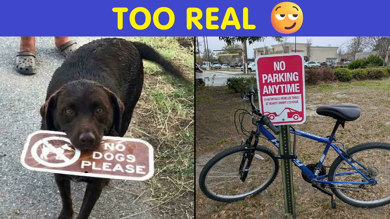 Sarcastic Pics That Are Way Too Real 😏