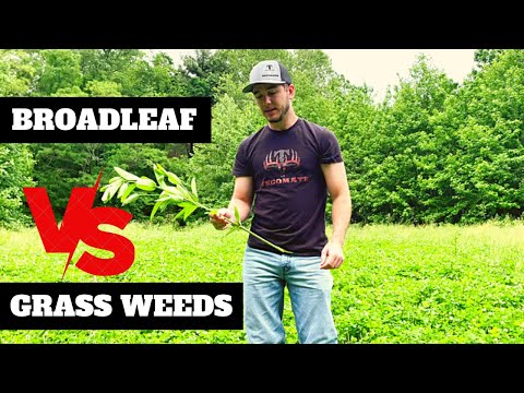 Weed Control in Food Plots: Broadleaf Vs Grass Weeds