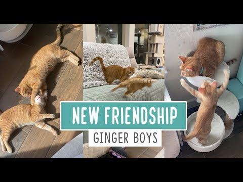 New Friendship -- Ginger Boys
