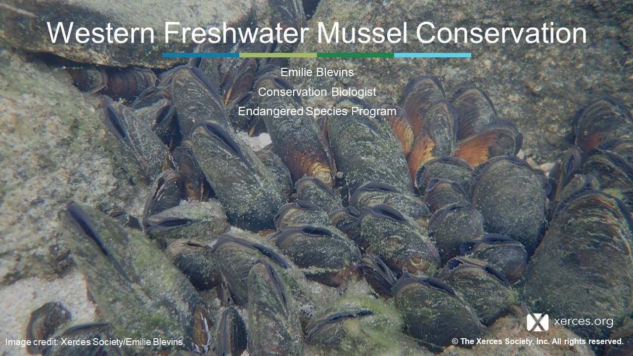Xerces Classroom: Freshwater Mussels