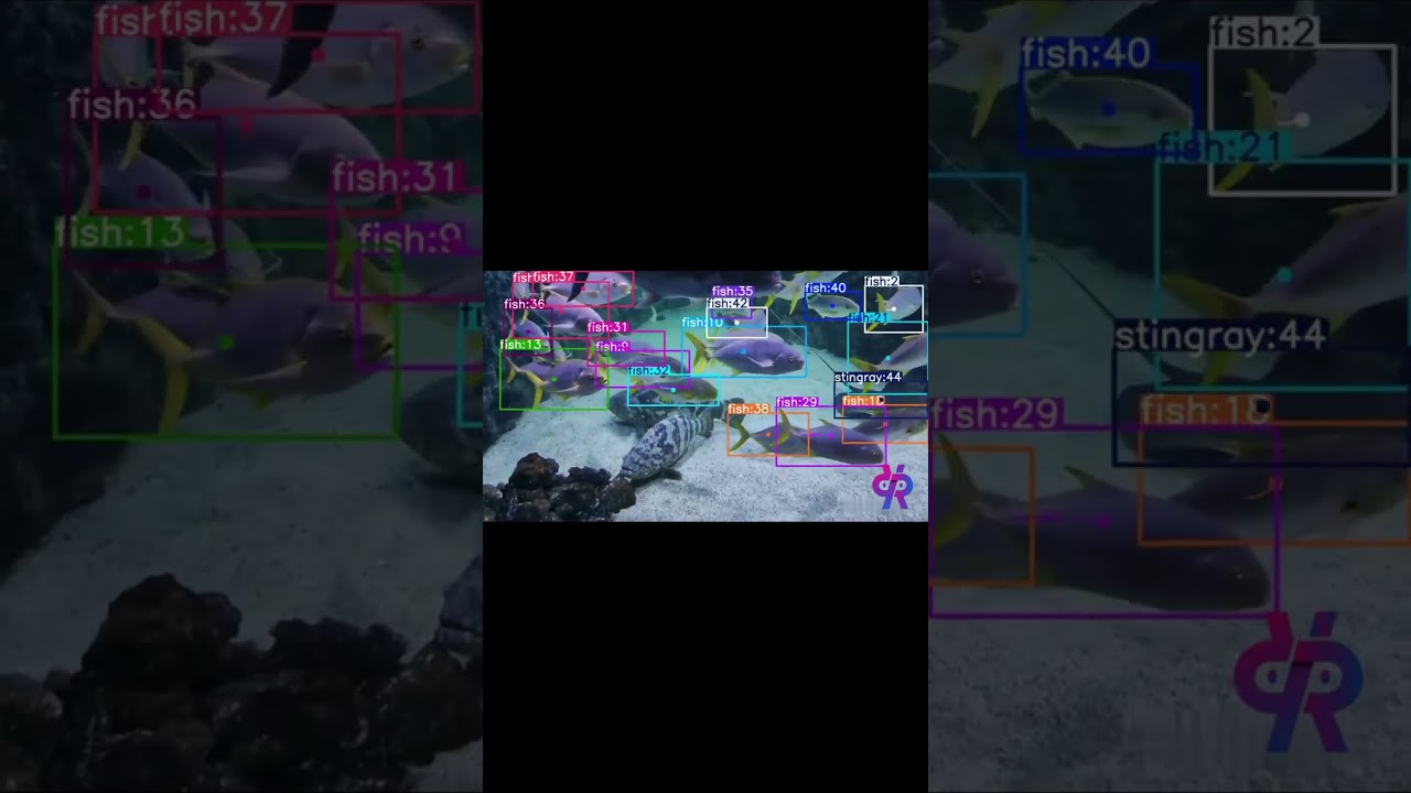 Fish detection using opencv yolo11