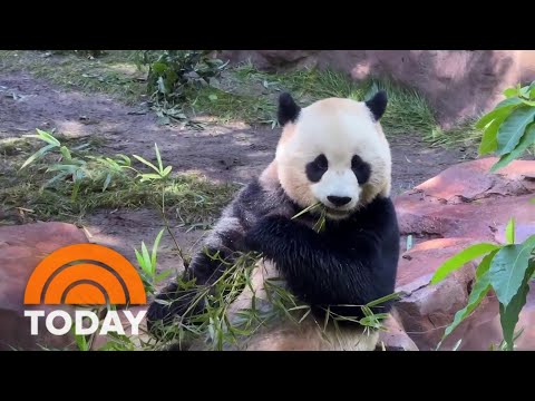 Unbearably adorable: Pandas finally make debut at San Diego Zoo