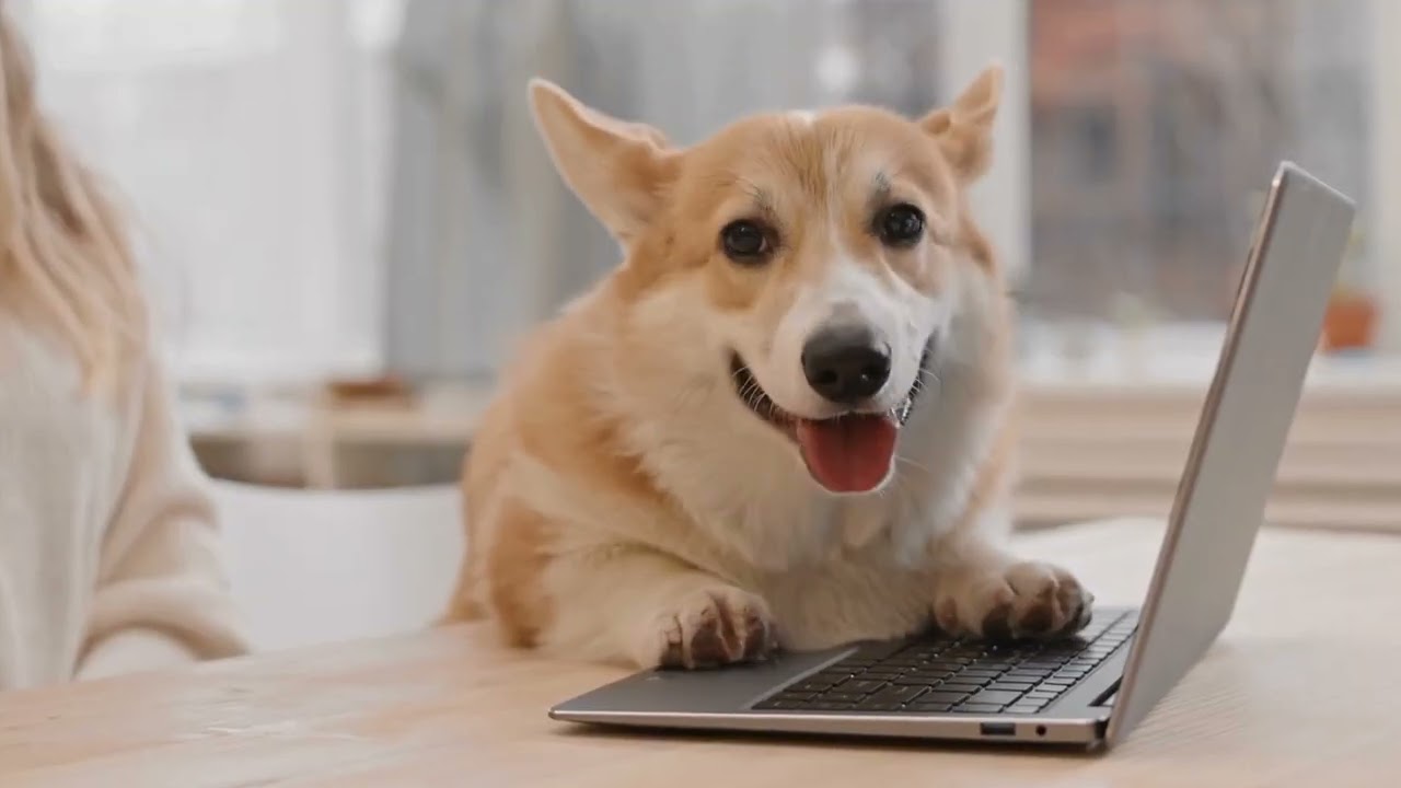 Are Pembroke Welsh Corgis Good Family Pets? (A Character Overview)