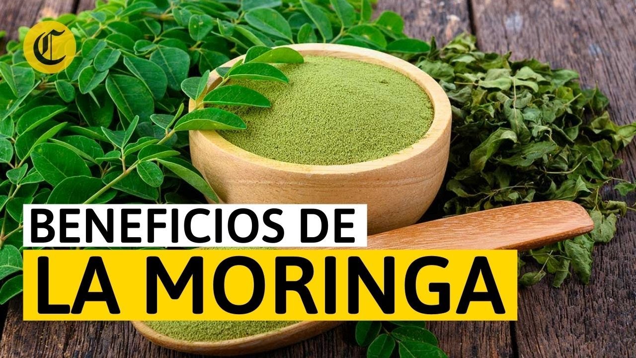 BENEFICIOS de la MORINGA: ¿Para qué sirve y cómo se toma?