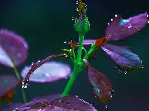 Morning Dew in Leaves