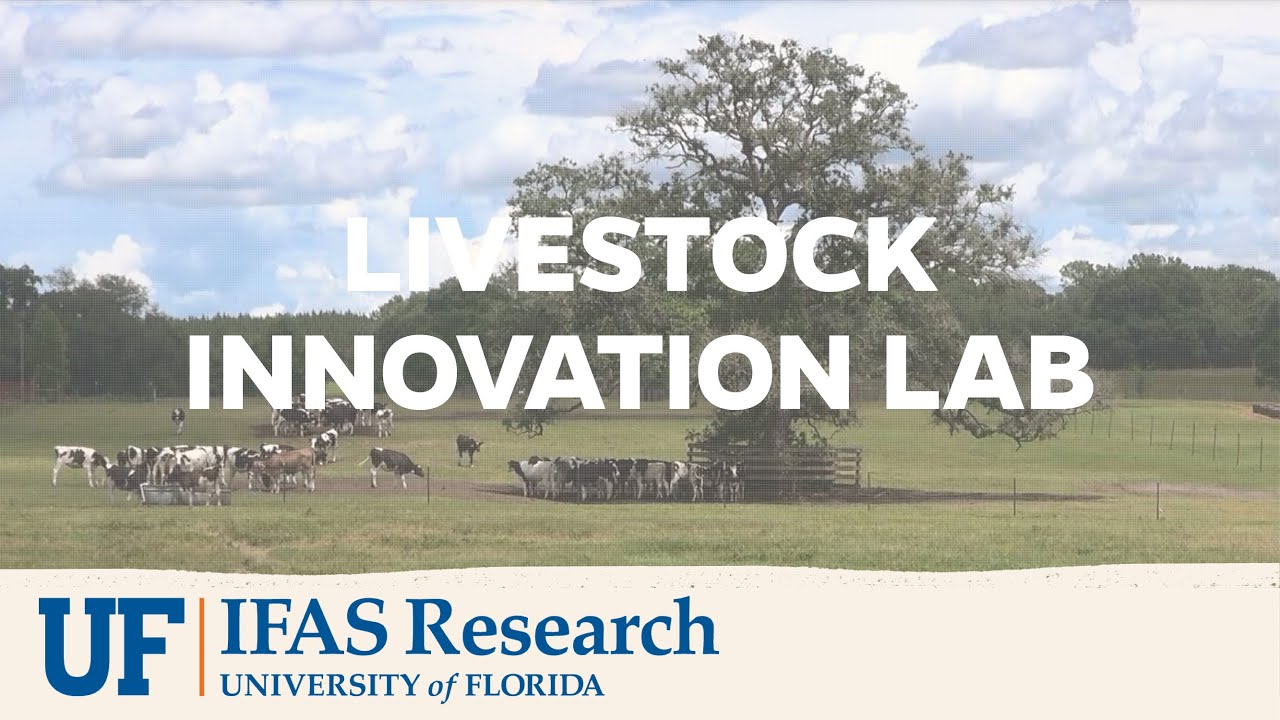 UF/IFAS Research | Feed the Future Innovation Lab for Livestock Systems