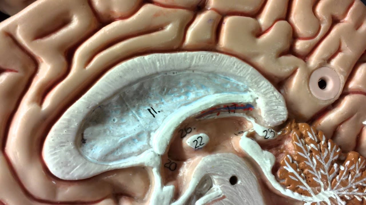 Pituitary and Pineal Glands on brain model