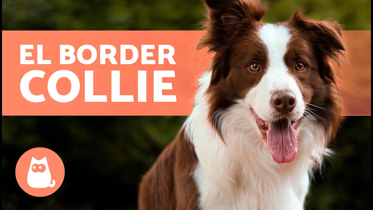 The Border Collie Dog 🐶 (Origin, Characteristics, Temperament and Care)