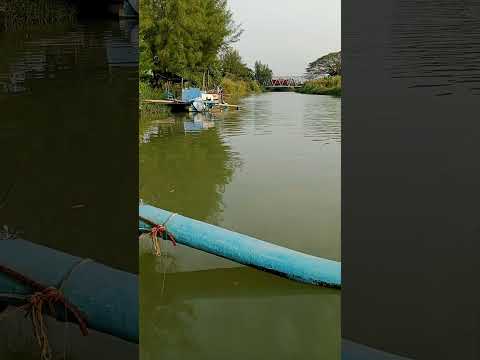 Spot ikan kakap putih & ikan blanak.