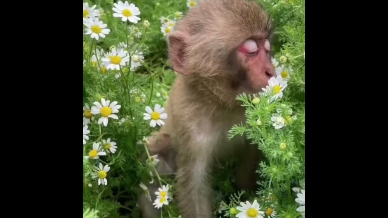 Monkey chilling alone trending monkey edit meme template