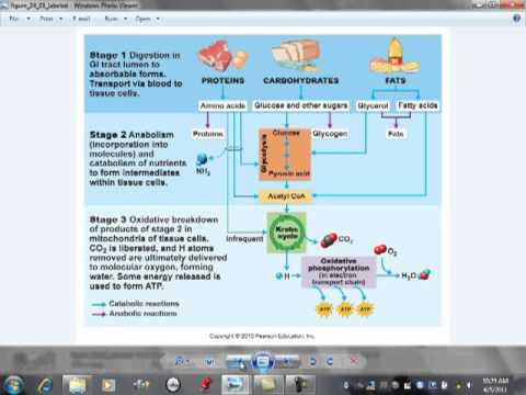 mhapril5apIIlecture.mp4